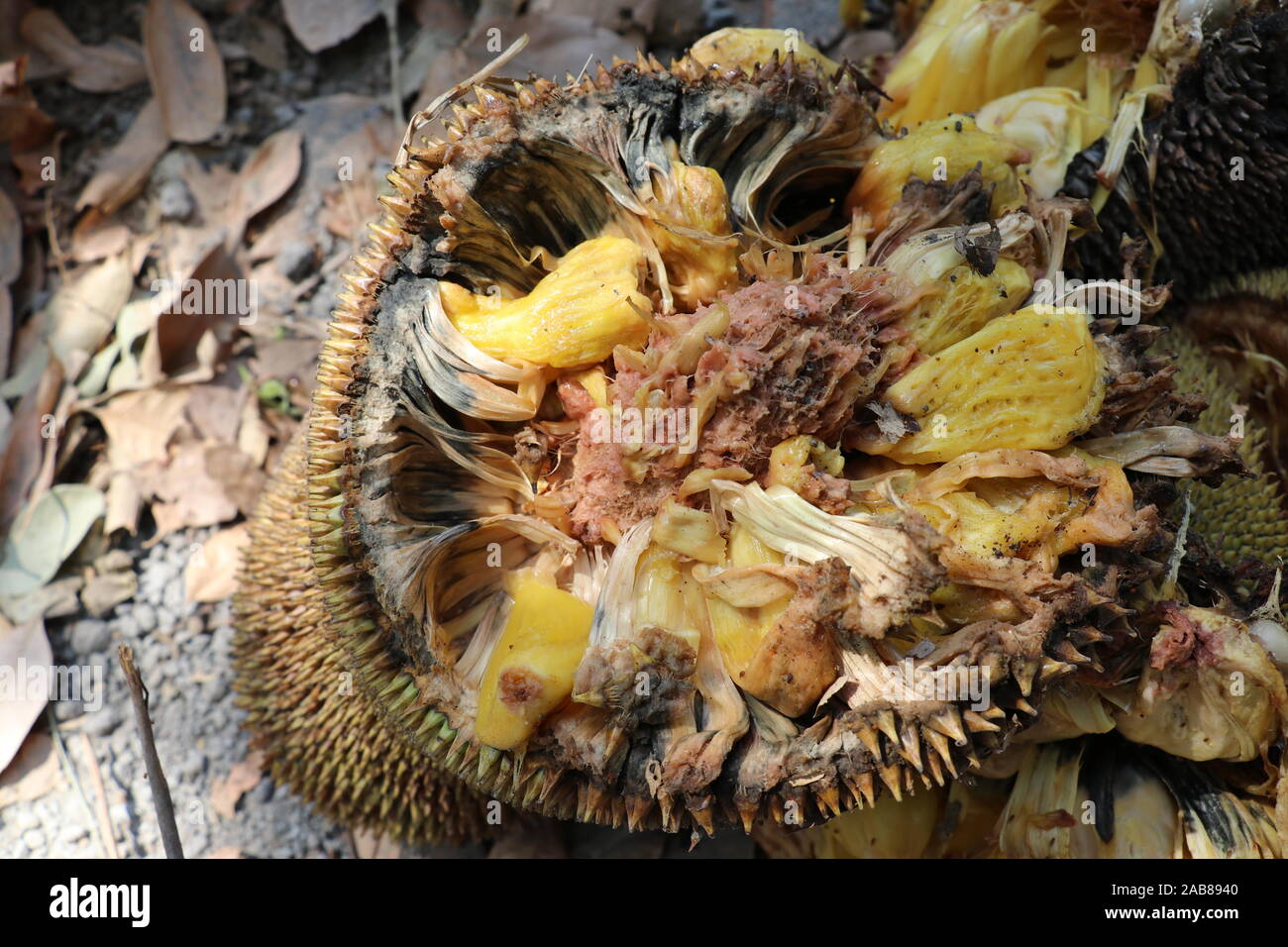 From Jack Tree to ground fallen jackfruit fruit. A broken piece of ...