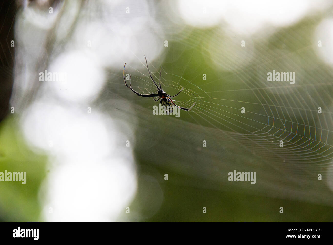 Spider in on webs in front of green background in the "Luang Namtha ...