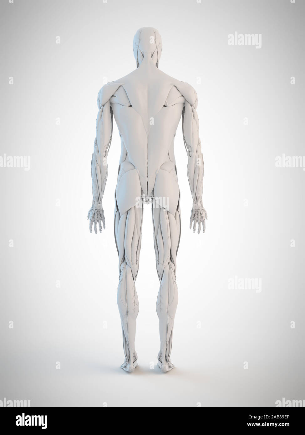 3d rendered medically accurate illustration of the human anatomy Stock ...