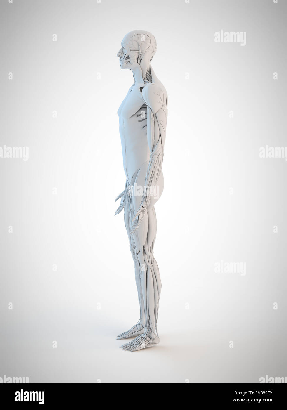 3d rendered medically accurate illustration of the human anatomy Stock ...