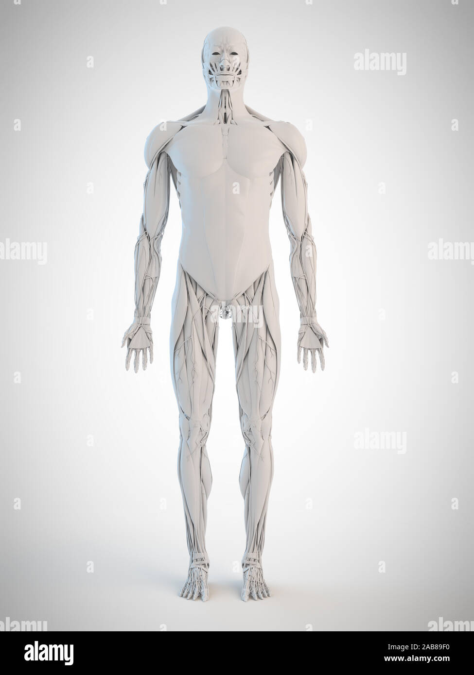 3d rendered medically accurate illustration of the human anatomy Stock ...