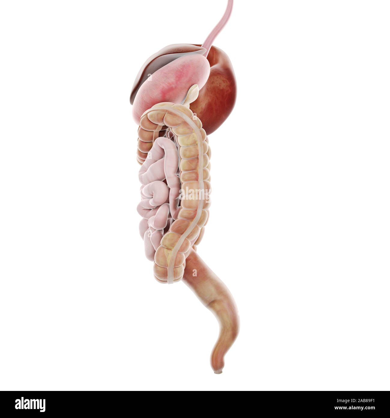 Male digestive system artwork hi-res stock photography and images - Alamy