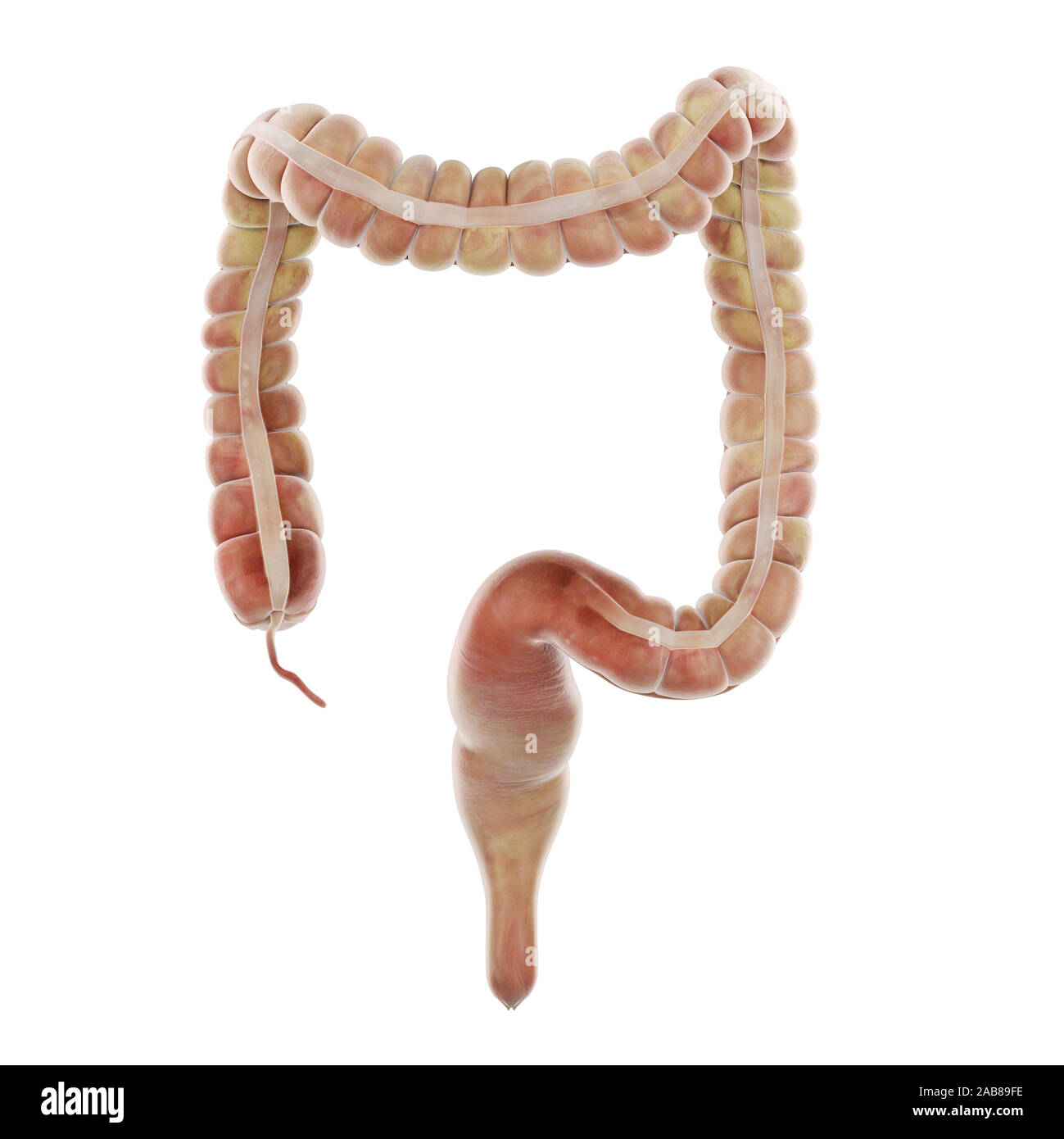 Male large intestine Cut Out Stock Images & Pictures - Alamy