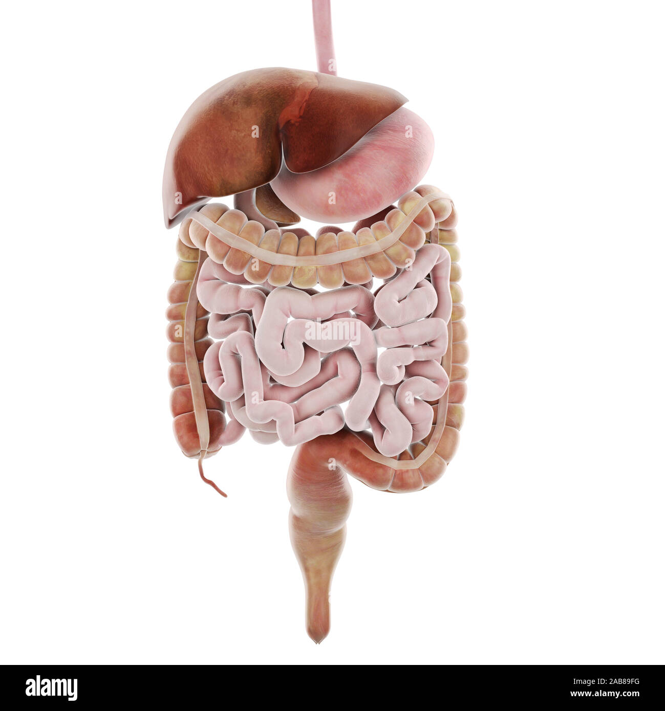 3d rendered medically accurate illustration of the digestive system ...