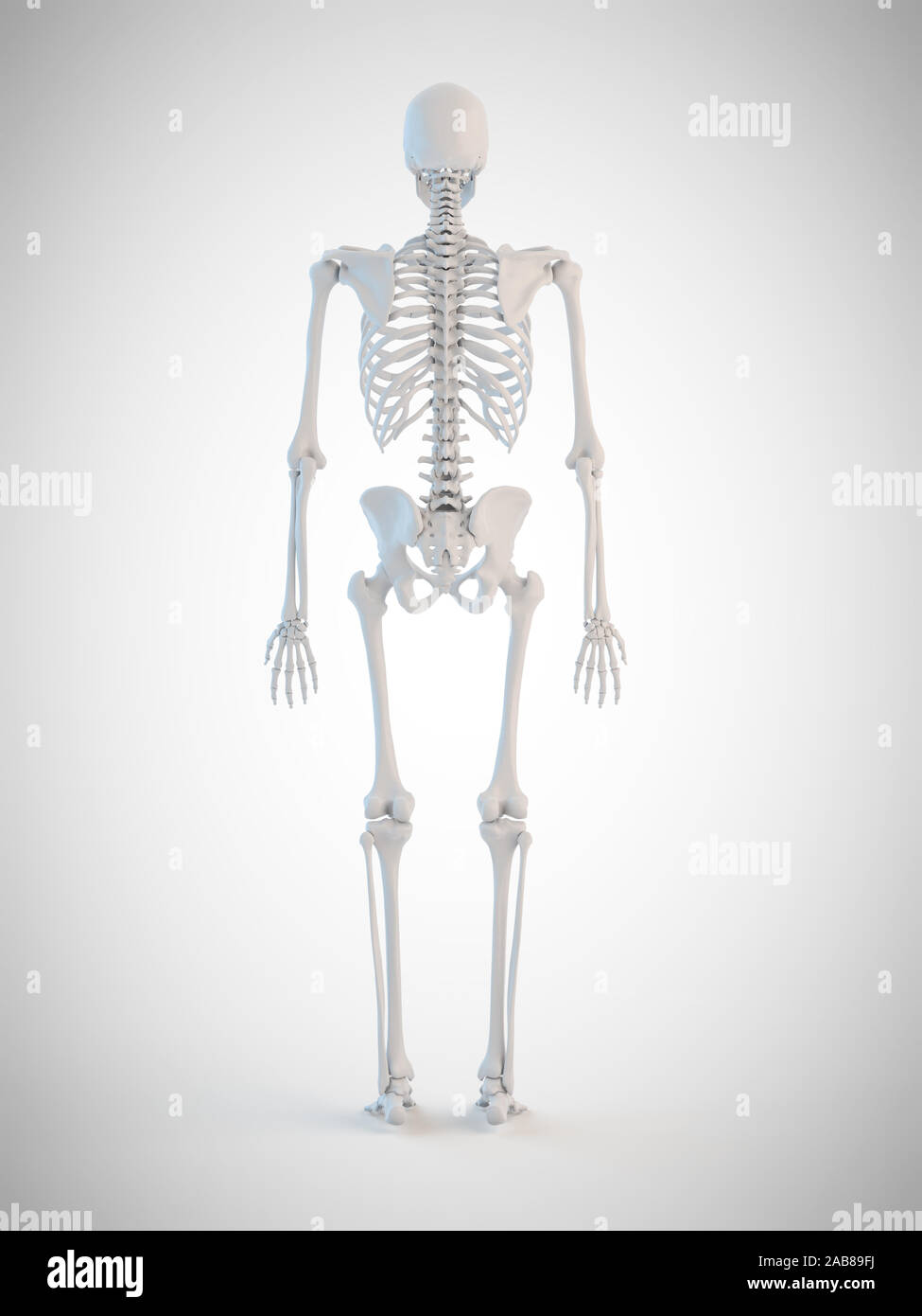 3d rendered medically accurate illustration of the human skeleton Stock ...