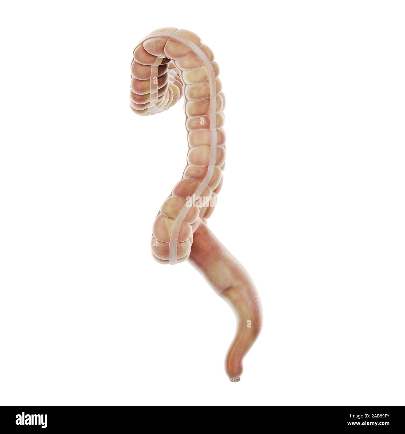 Digestive tract artwork Cut Out Stock Images & Pictures - Alamy