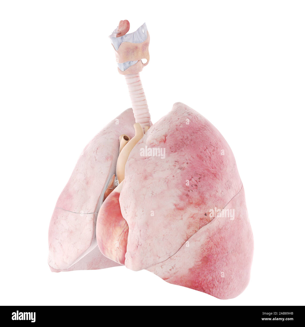 3d rendered medically accurate illustration of the heart and lung Stock ...