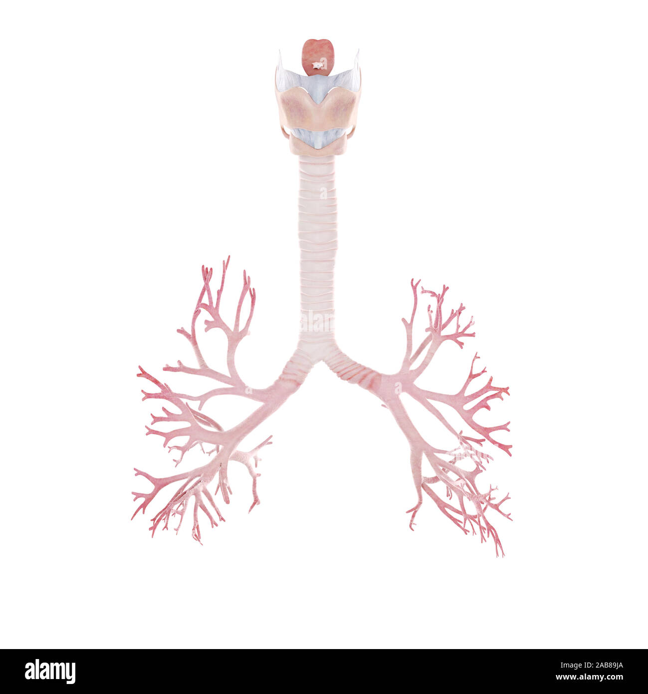 3d rendered medically accurate illustration of the bronchi Stock Photo ...