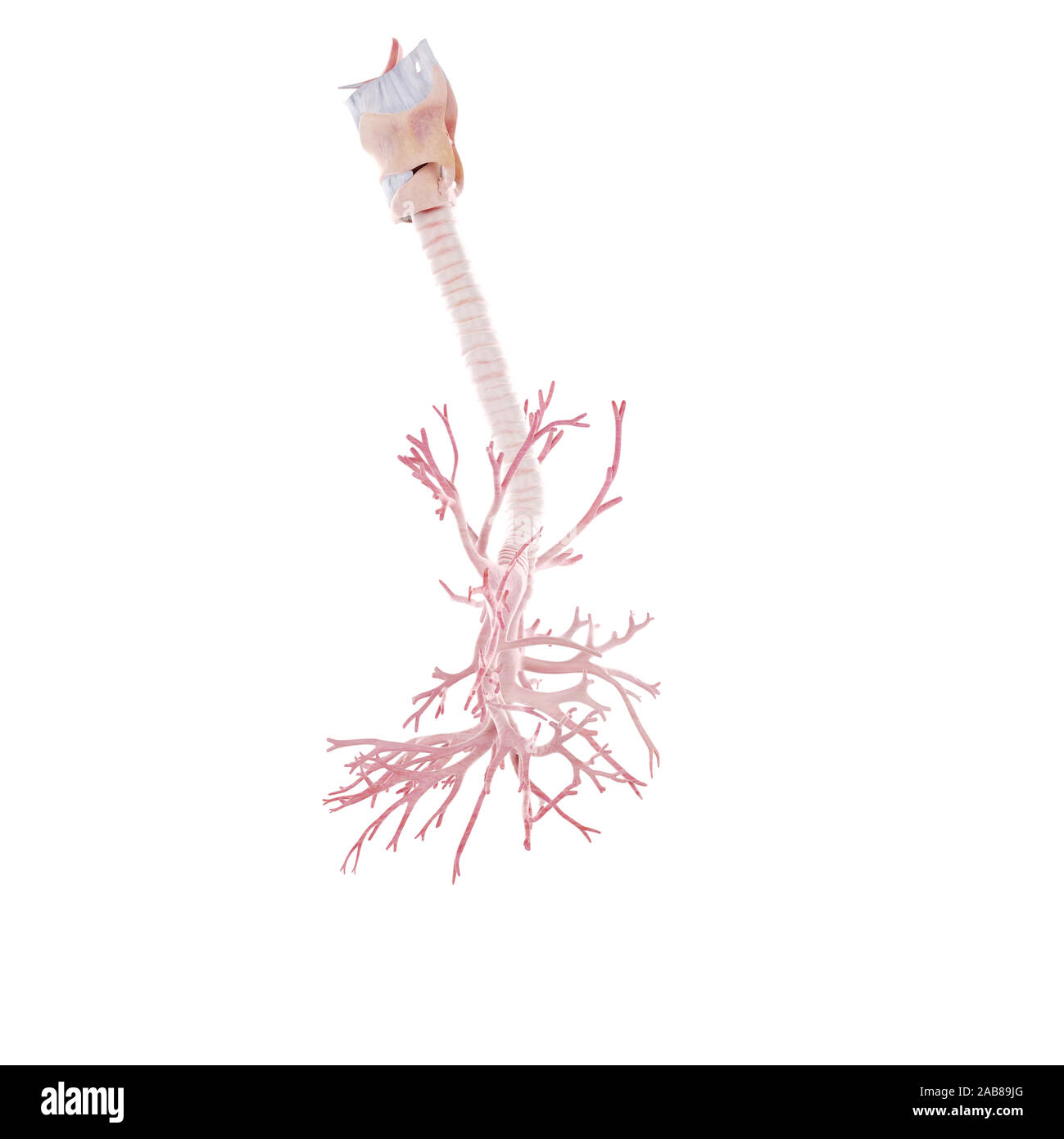 3d rendered medically accurate illustration of the bronchi Stock Photo ...