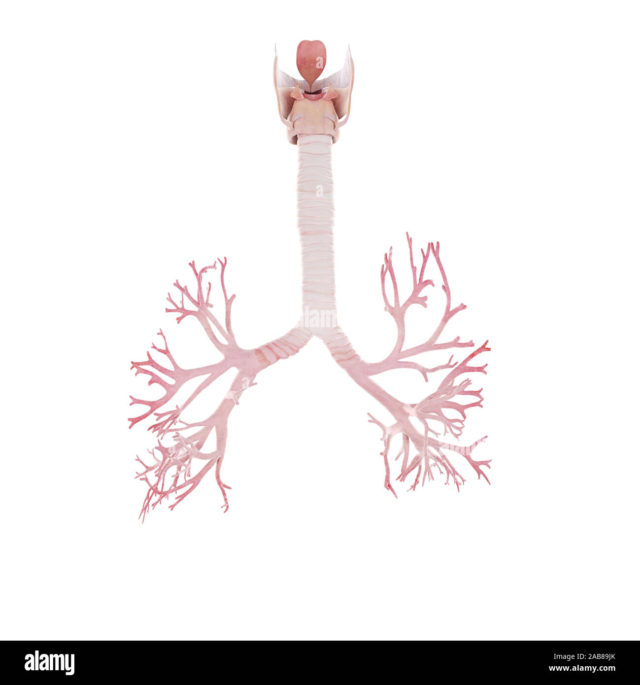 3d rendered medically accurate illustration of the bronchi Stock Photo ...