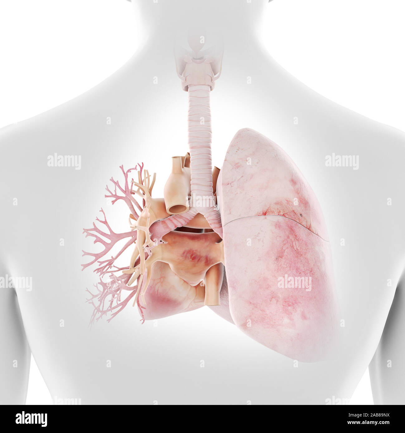 3d rendered medically accurate illustration of the human heart and ...