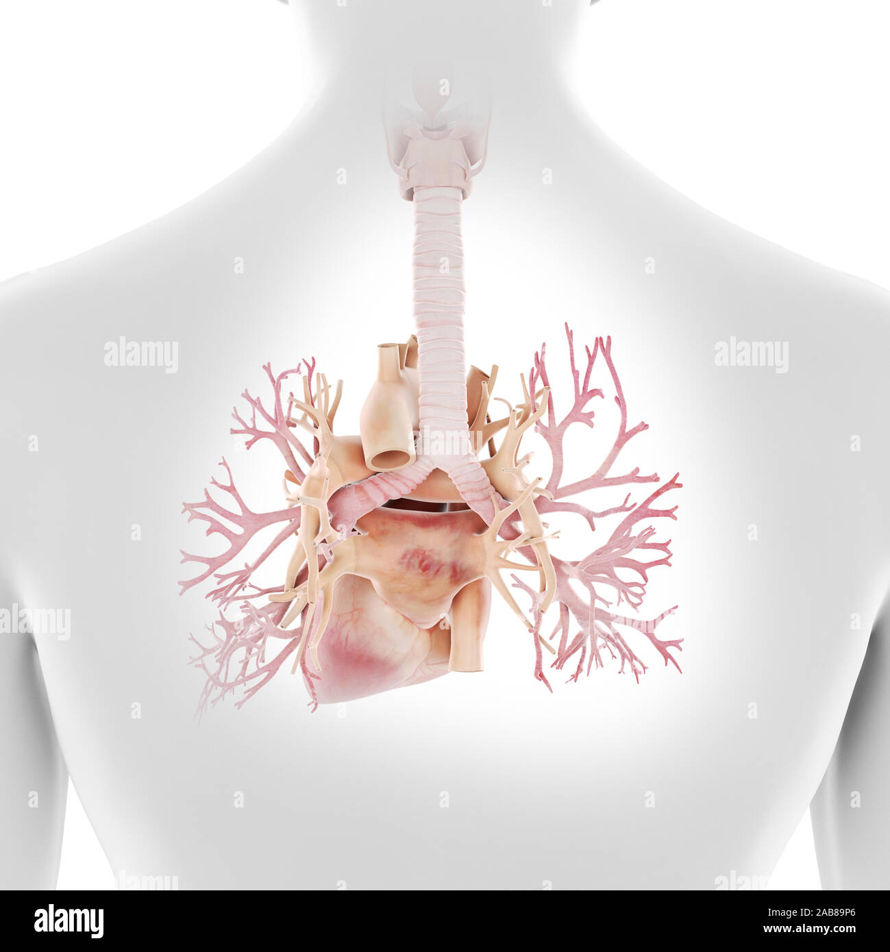 3d rendered medically accurate illustration of the human bronchi and ...