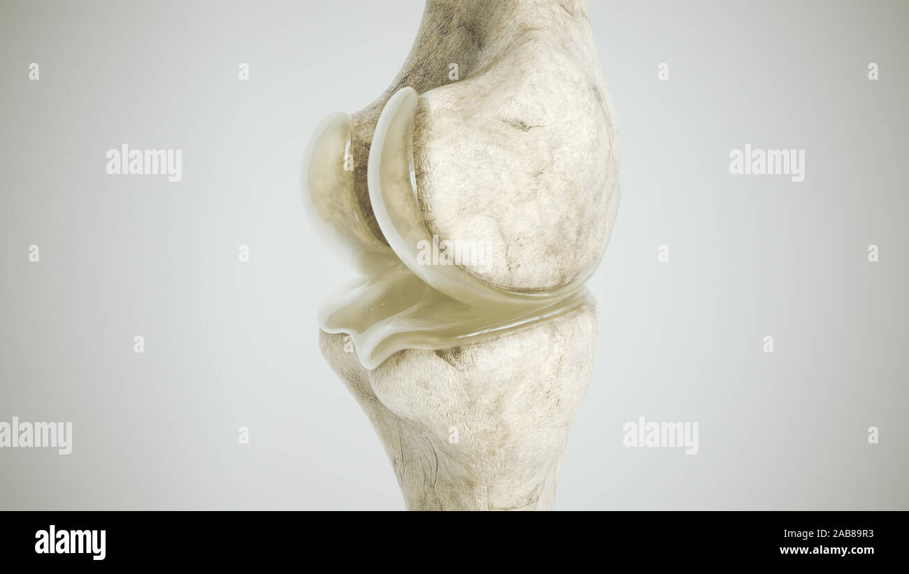 healthy knee without osteoarthritis - Position 1 - lateral - 3D ...