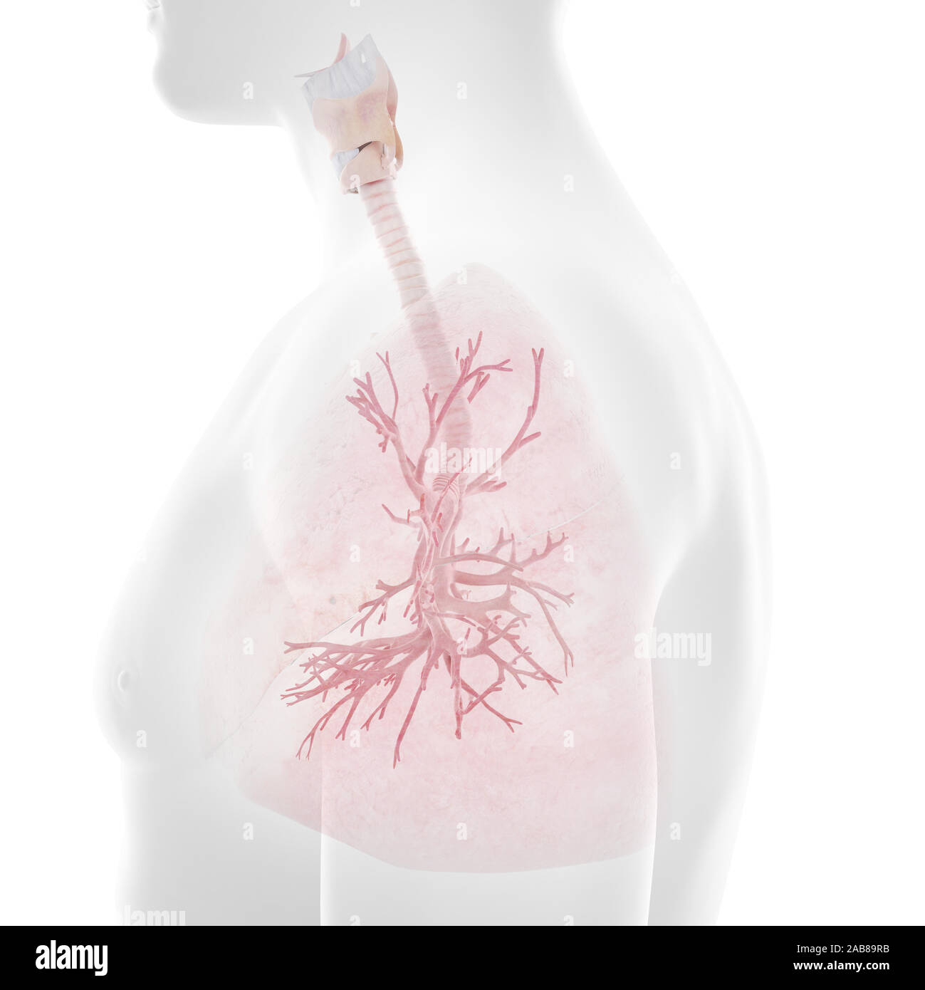 3d rendered medically accurate illustration of the human bronchi Stock ...