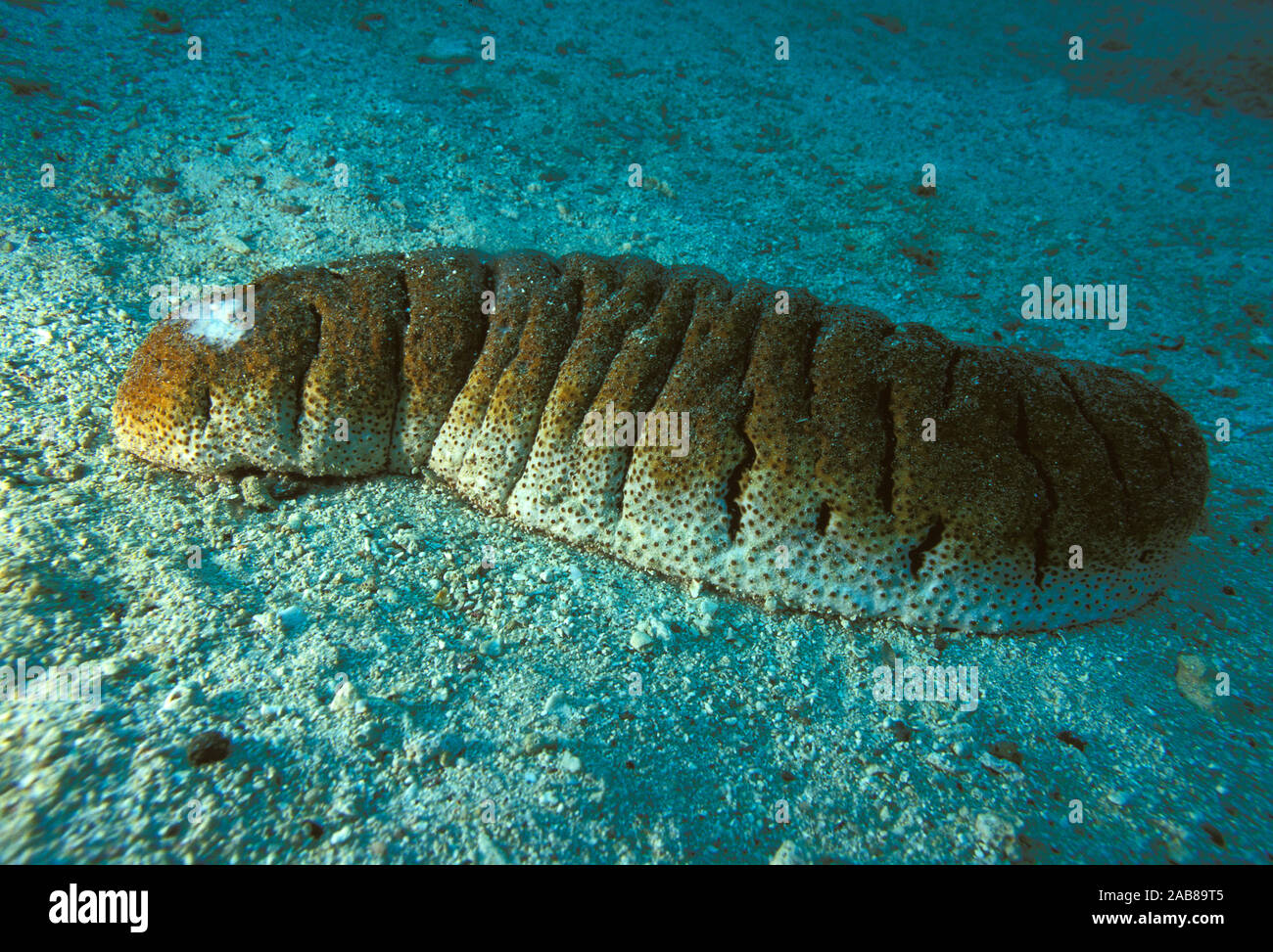Elephant trunkfish (Holothuria fuscopunctata), on open sand spawning ...