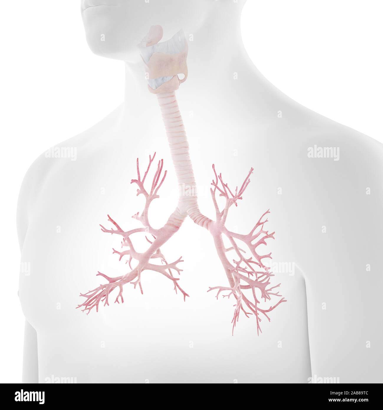 3d rendered medically accurate illustration of the human bronchi Stock ...