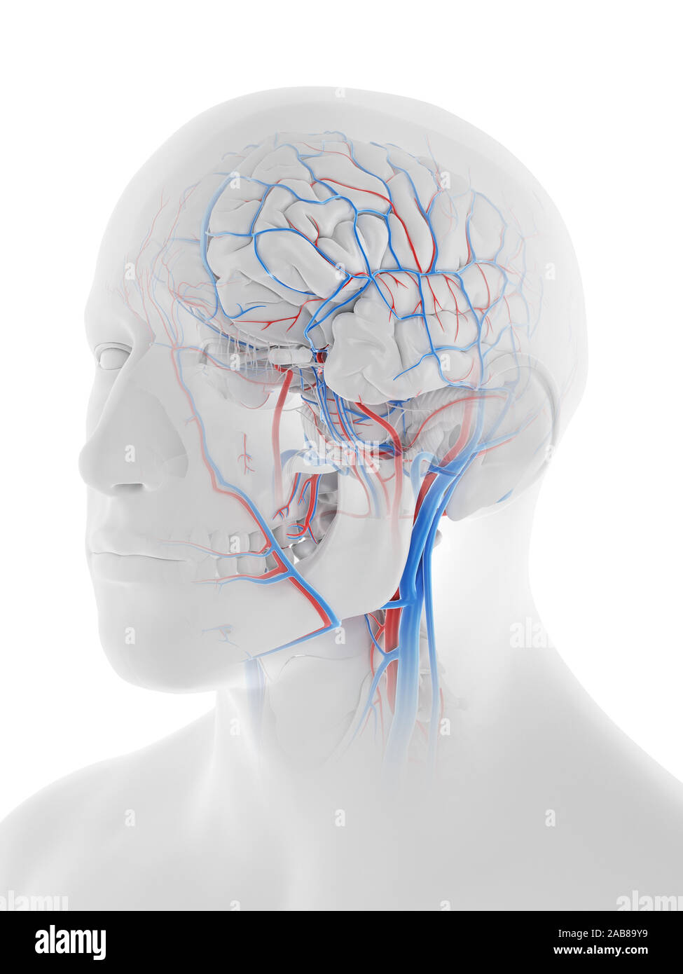 Human brain arteries hi-res stock photography and images - Alamy