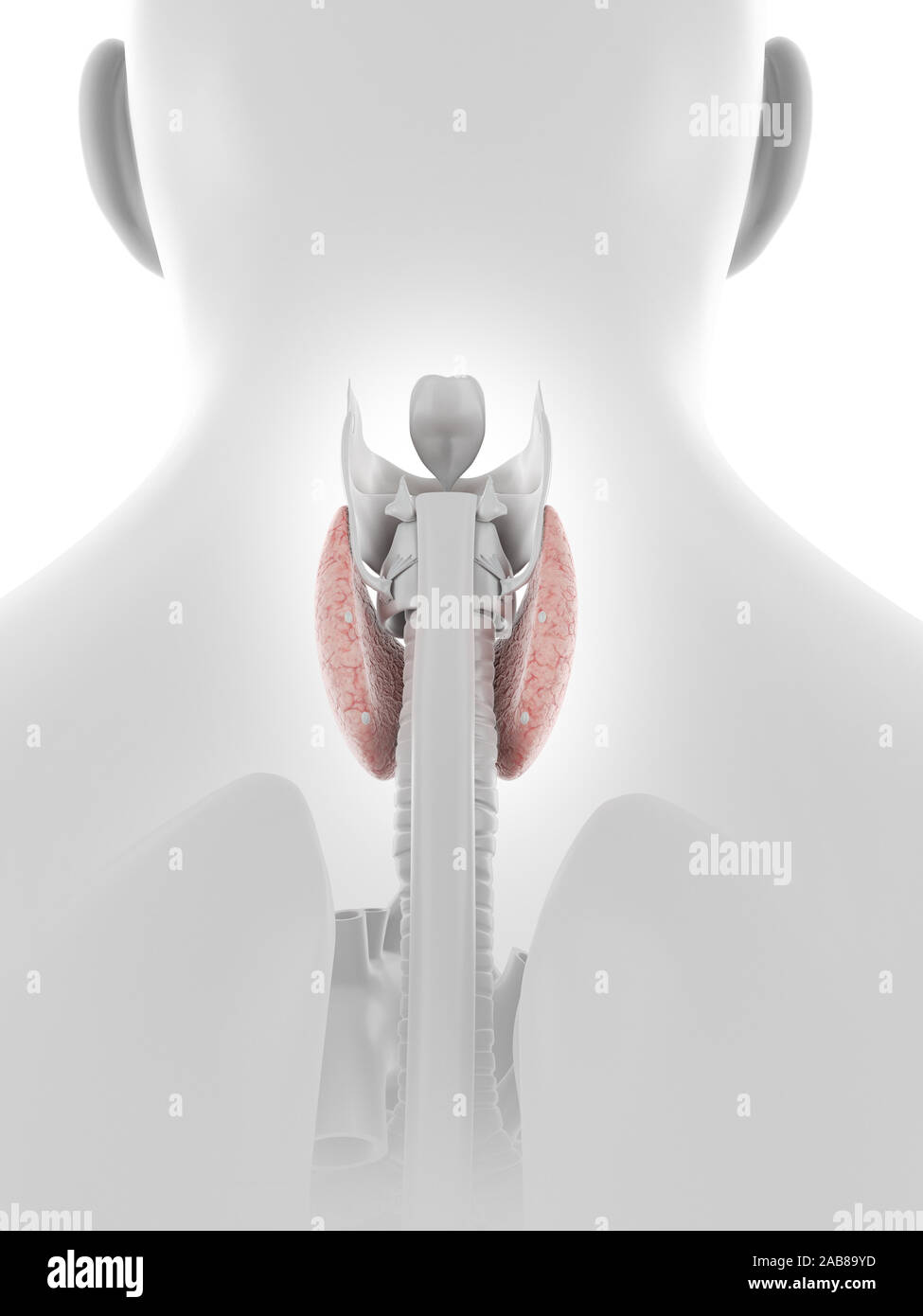 3d rendered medically accurate illustration of the thyroid gland Stock ...