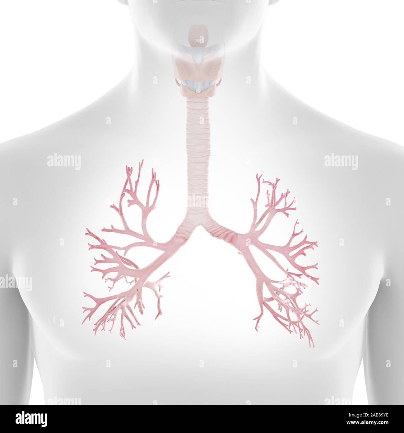 3d rendered medically accurate illustration of the human bronchi Stock ...