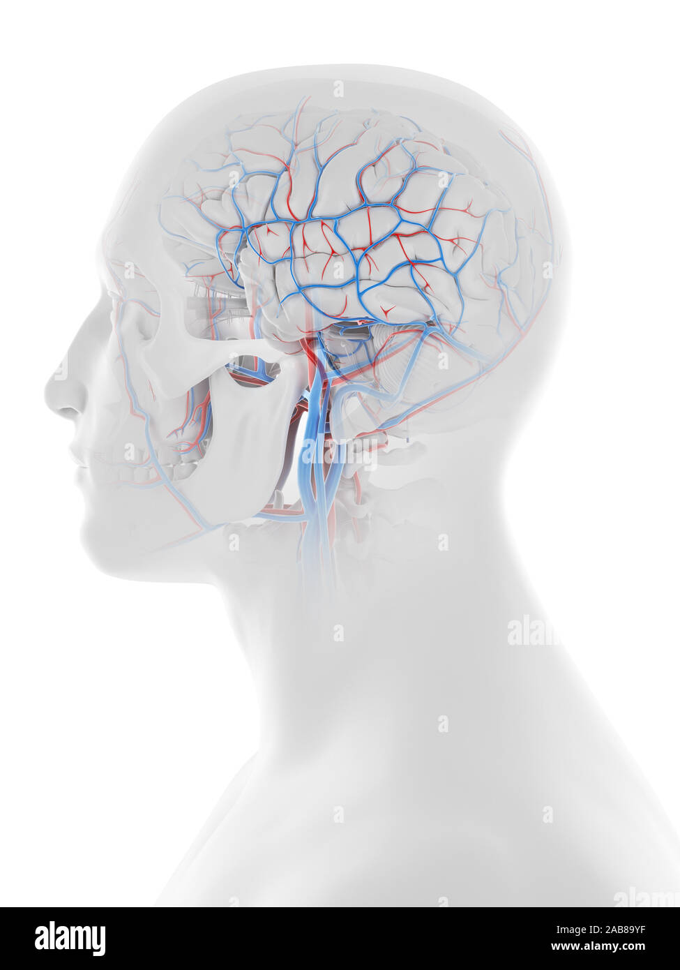 3d rendered medically accurate illustration of the vascular system of ...