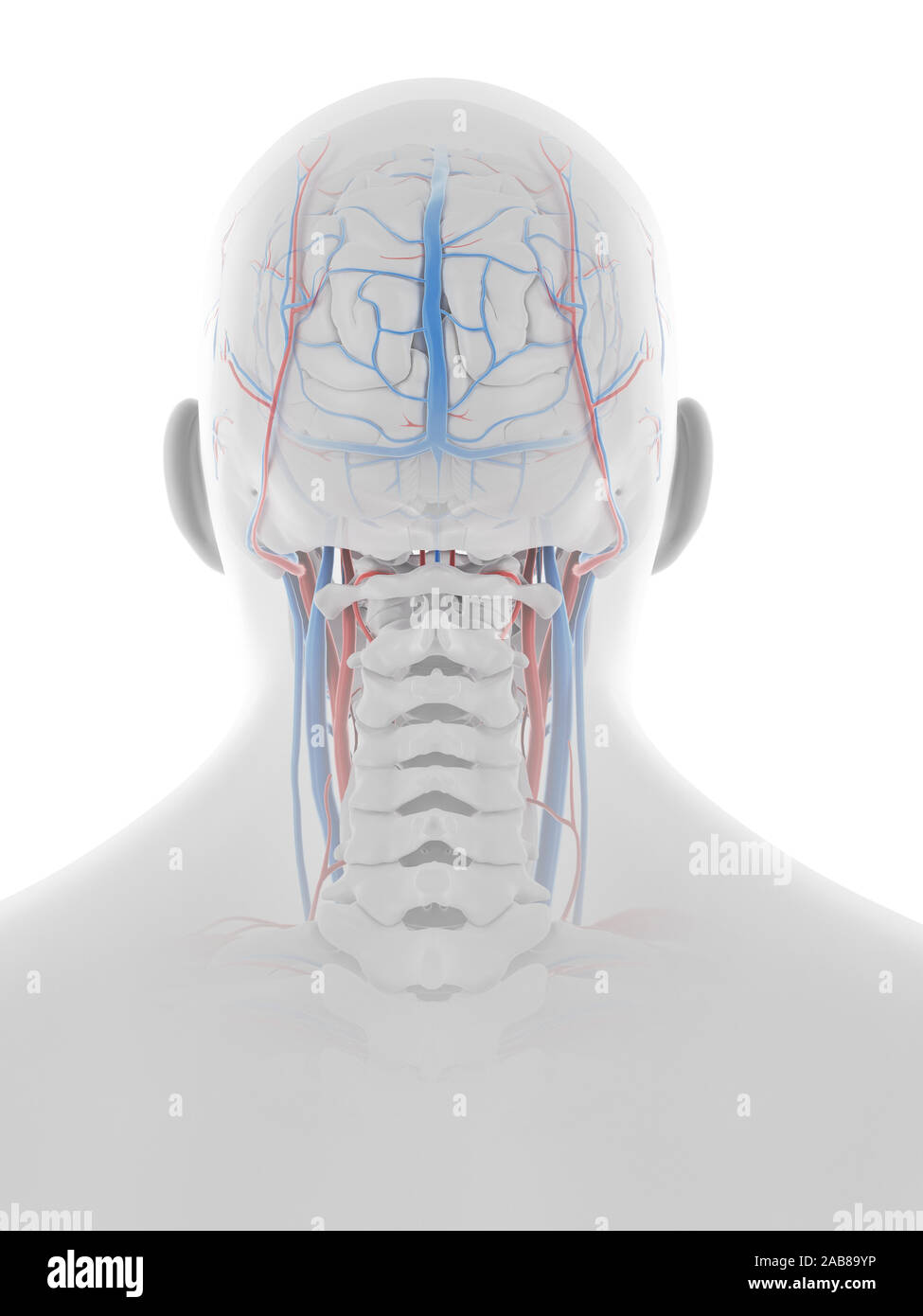 Human brain arteries hi-res stock photography and images - Alamy
