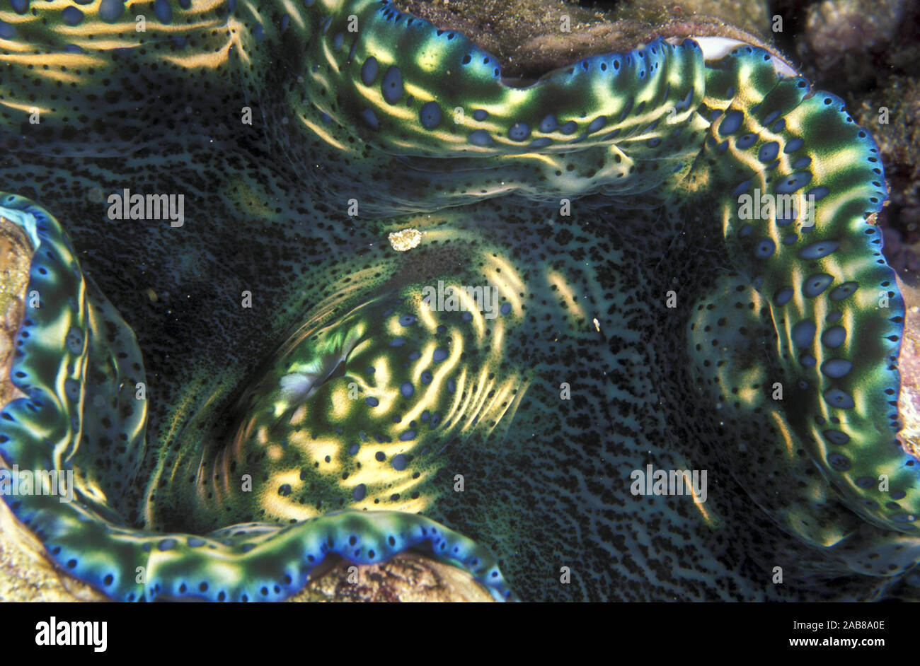 Giant clam (Tridacna sp.), Mantle detail, the iridescent colours are ...