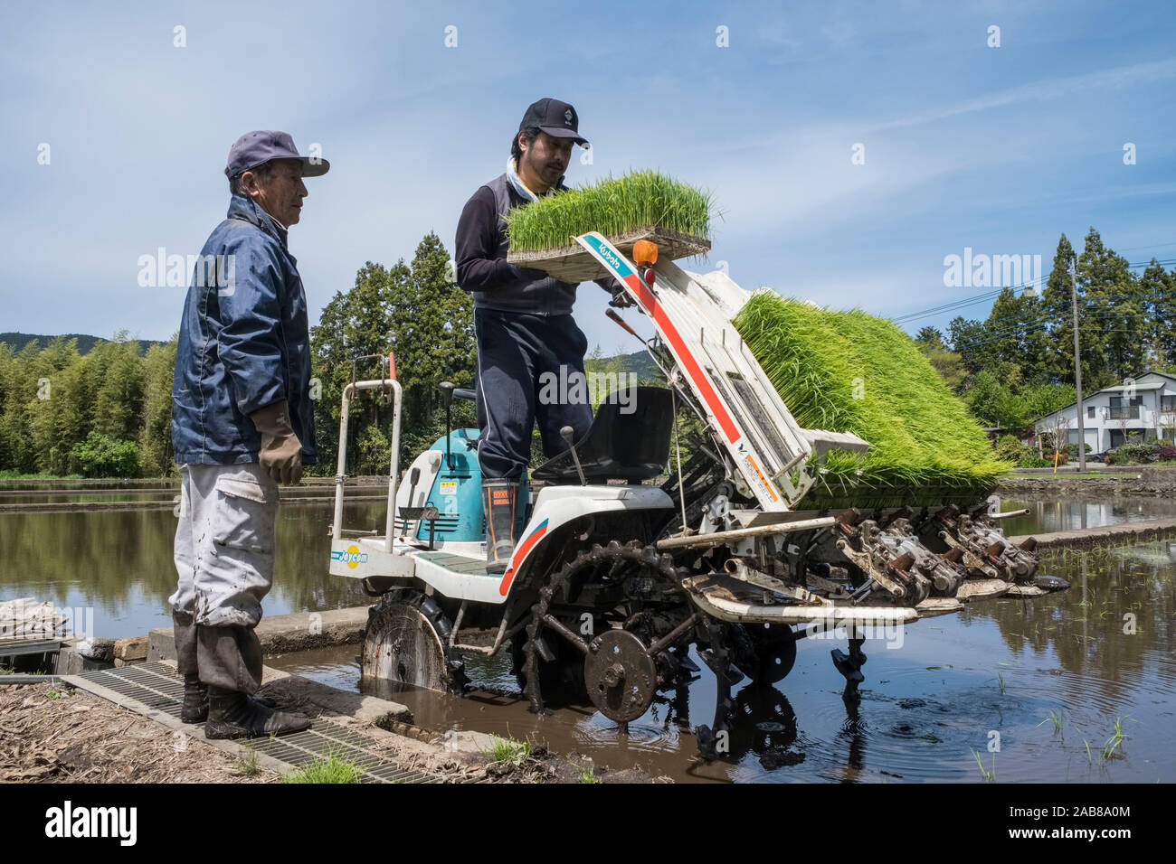 Japan, Fujinomiya: overview of a paddy-field and Mount Fuji. Two ...