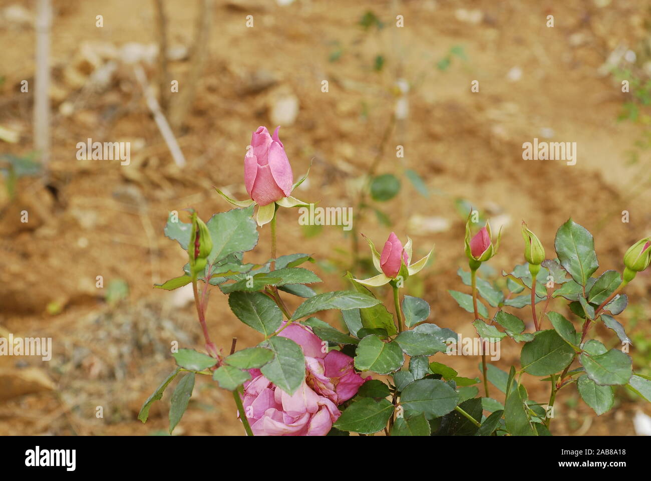 Vivifying roses hi-res stock photography and images - Alamy