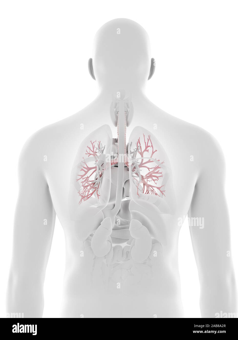 3d rendered medically accurate illustration of the bronchi Stock Photo ...