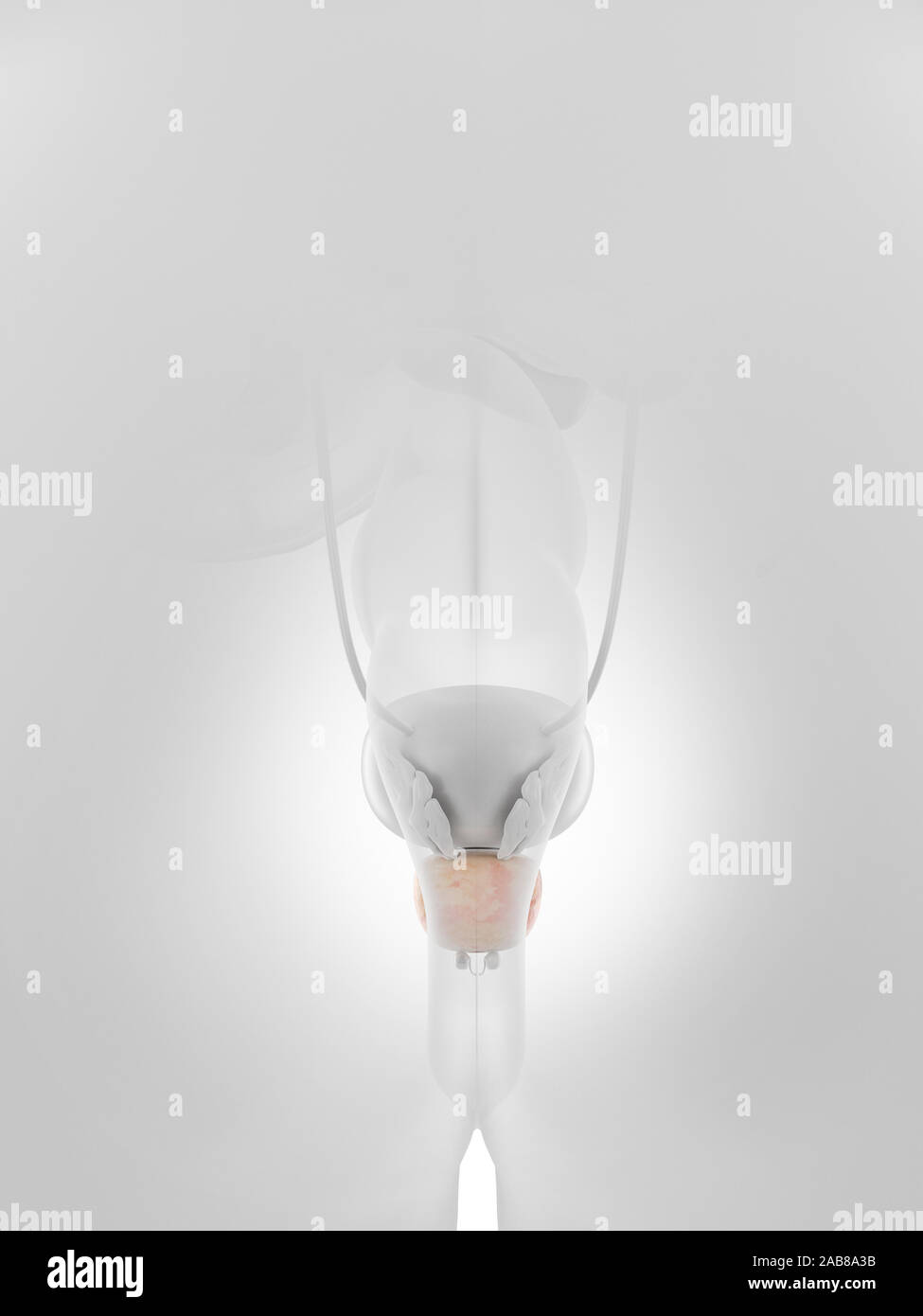 Prostate gland hi-res stock photography and images - Alamy