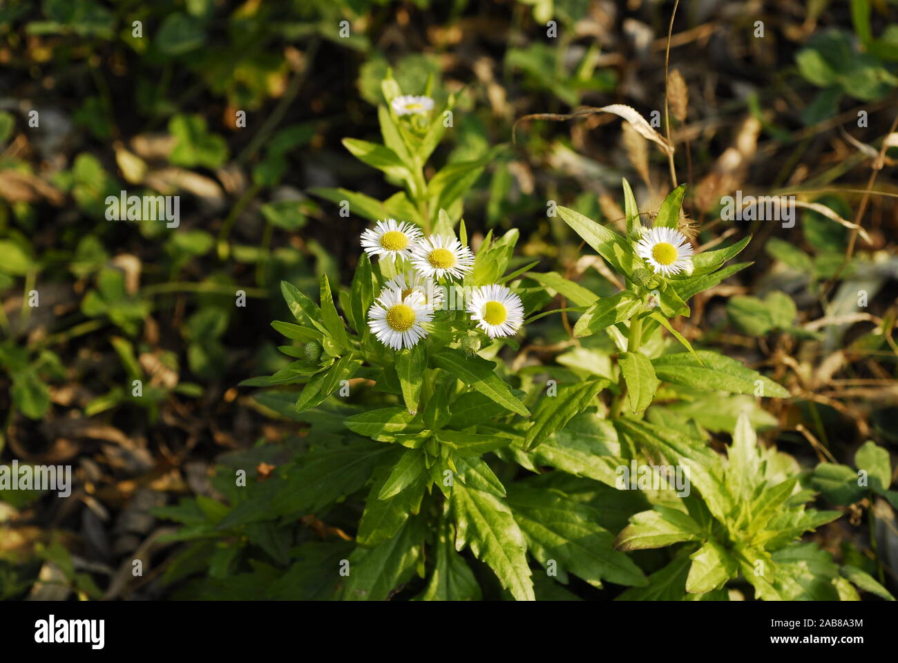 Small white chrysanthemum hi-res stock photography and images - Alamy