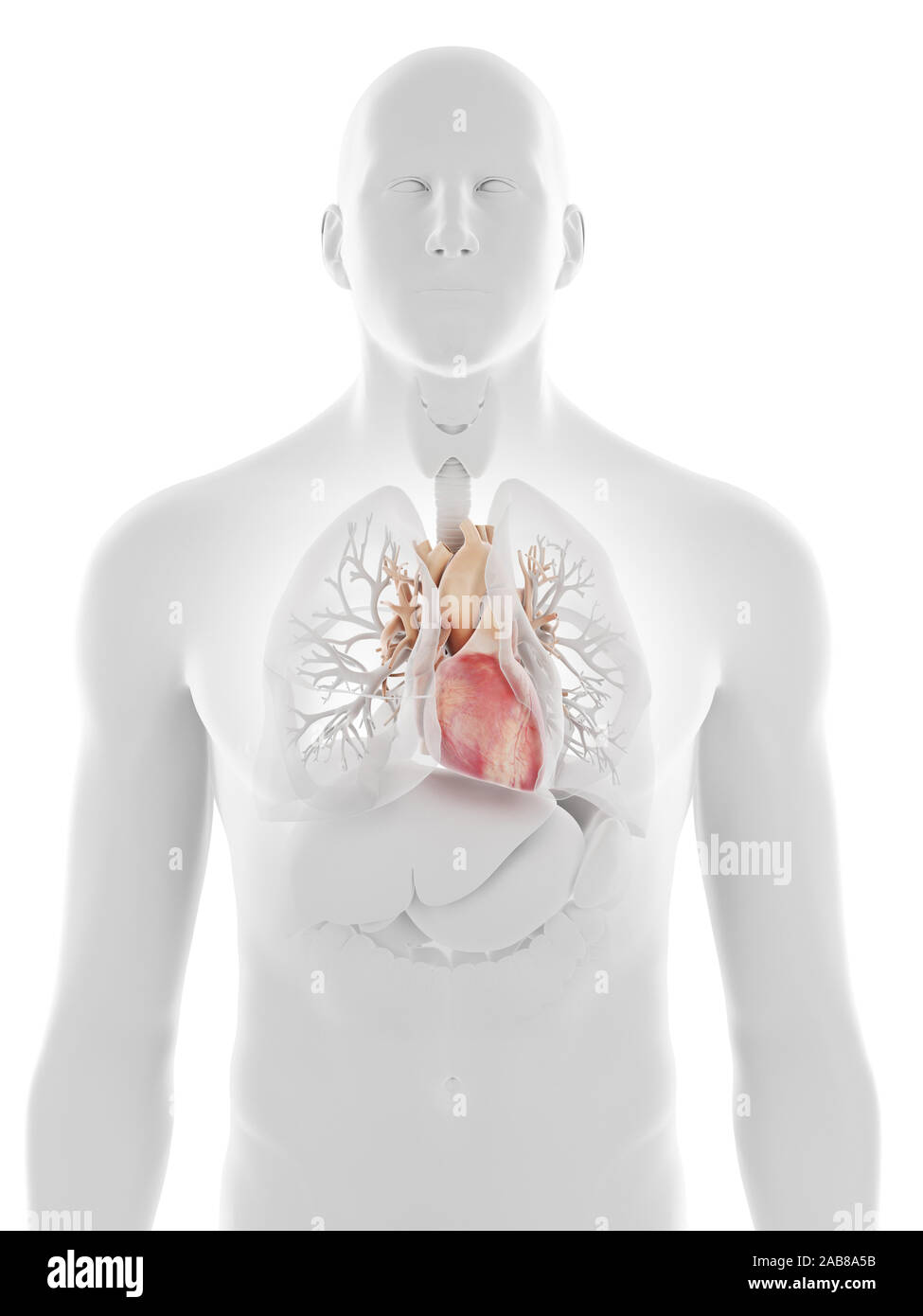 3d rendered medically accurate illustration of the human heart Stock ...