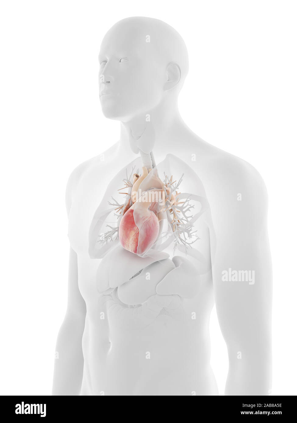 3d rendered medically accurate illustration of the human heart Stock ...