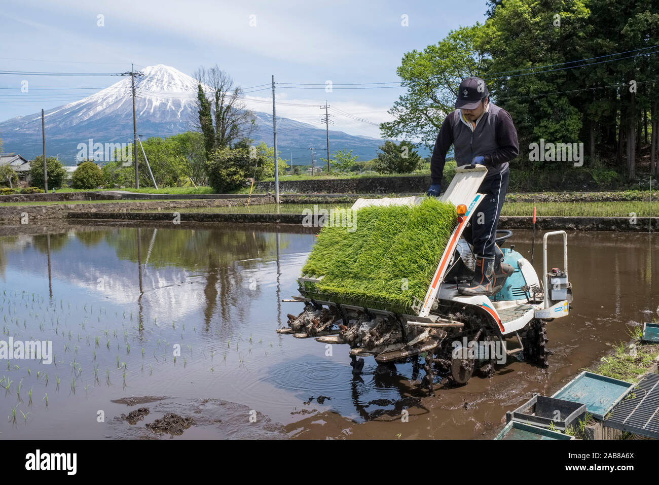 Japan, Fujinomiya: overview of a paddy-field and Mount Fuji. Farmers ...