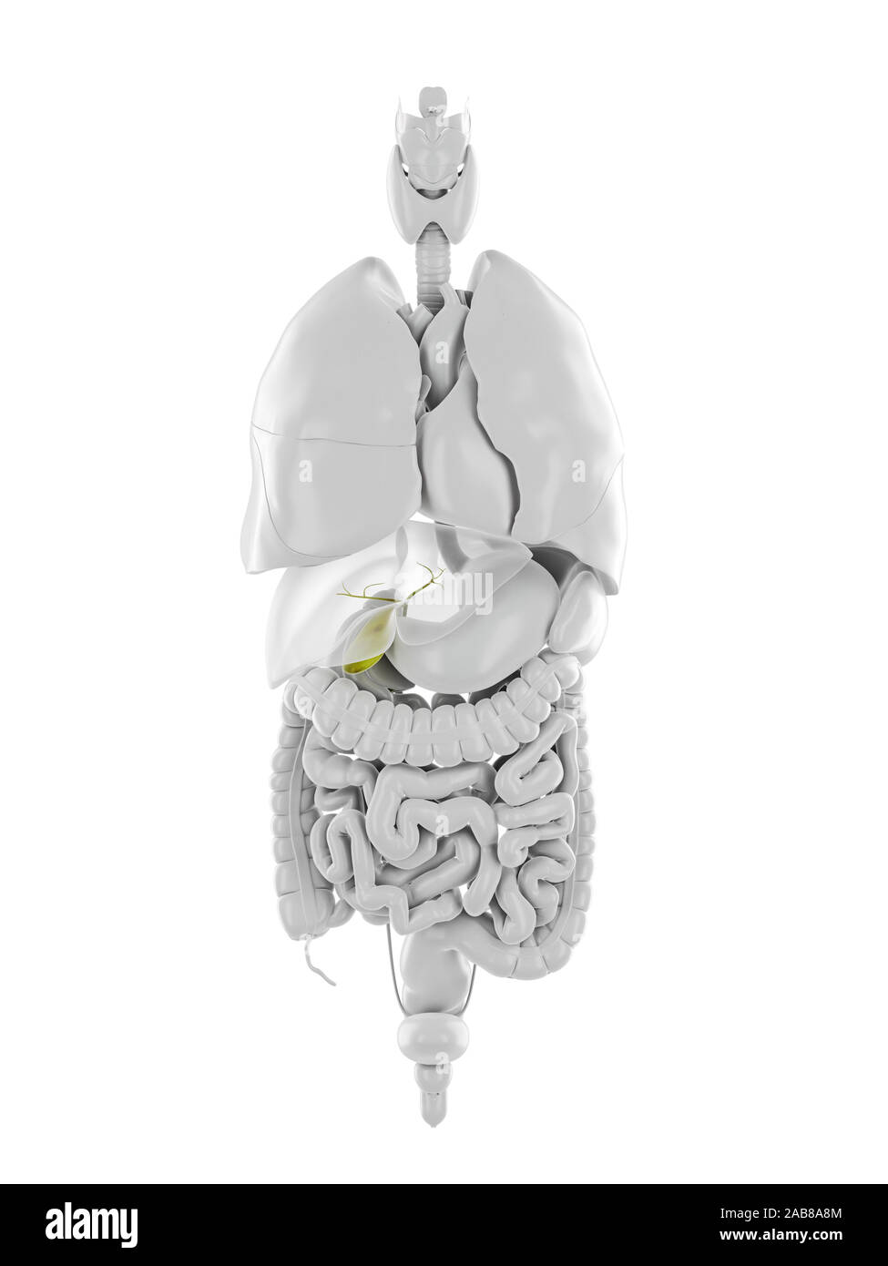 3d rendered medically accurate illustration of the gallbladder Stock ...