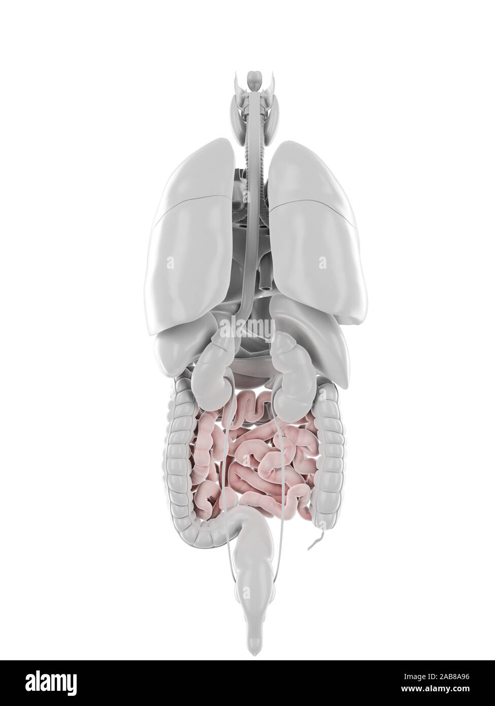 Celiac intestine Cut Out Stock Images & Pictures - Alamy