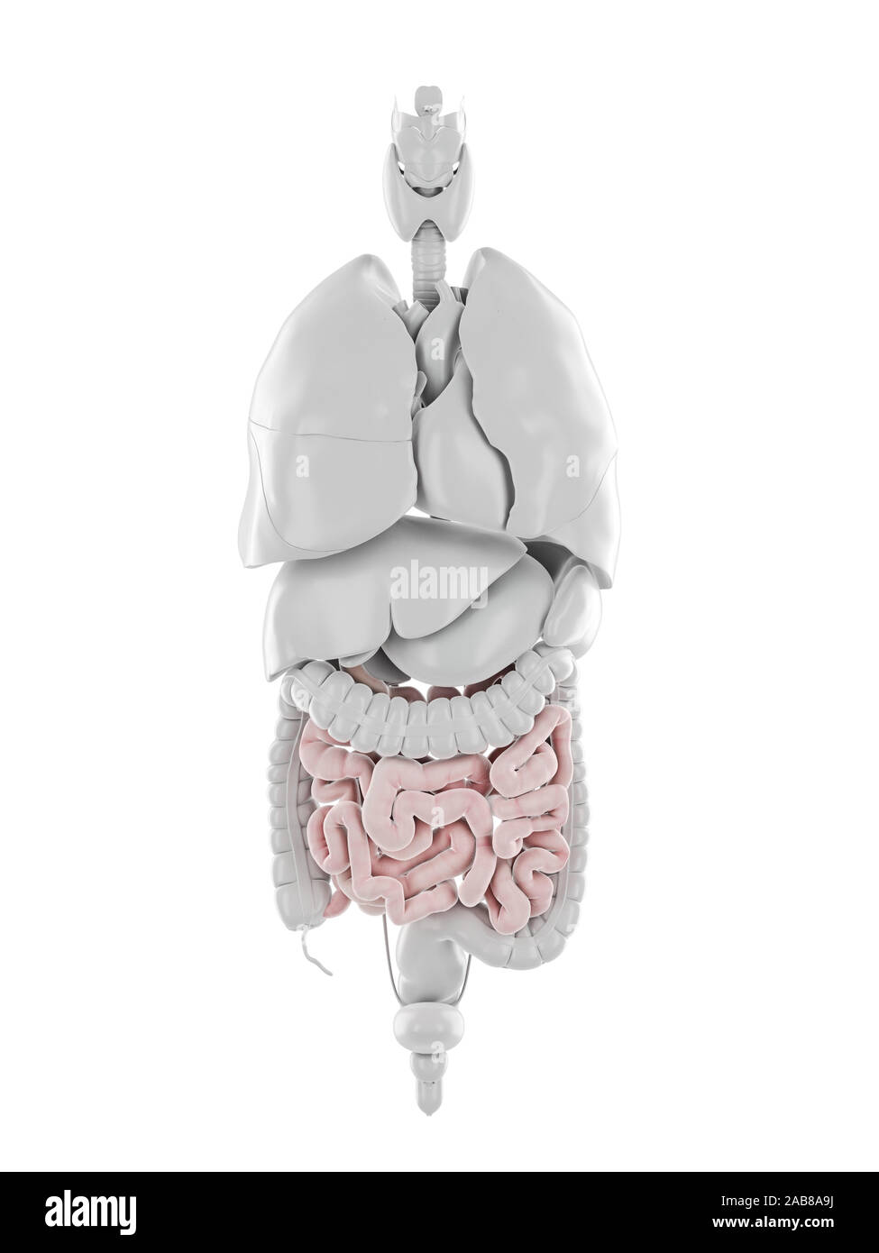 3d rendered medically accurate illustration of the small intestine ...
