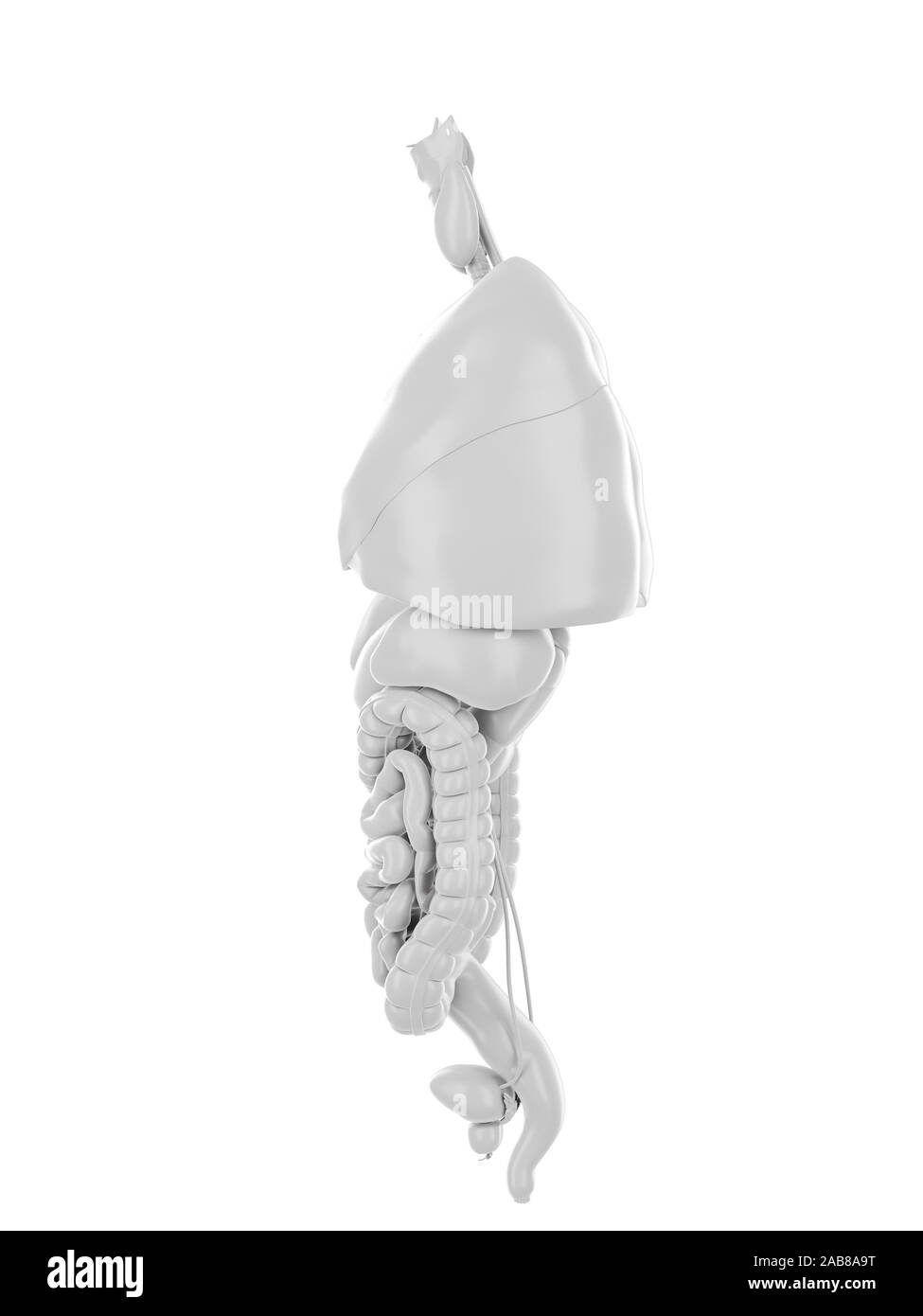 3d rendered medically accurate illustration of the gallbladder Stock ...