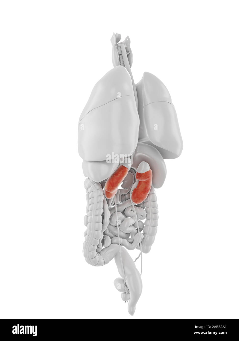 3d rendered medically accurate illustration of the kidneys Stock Photo ...