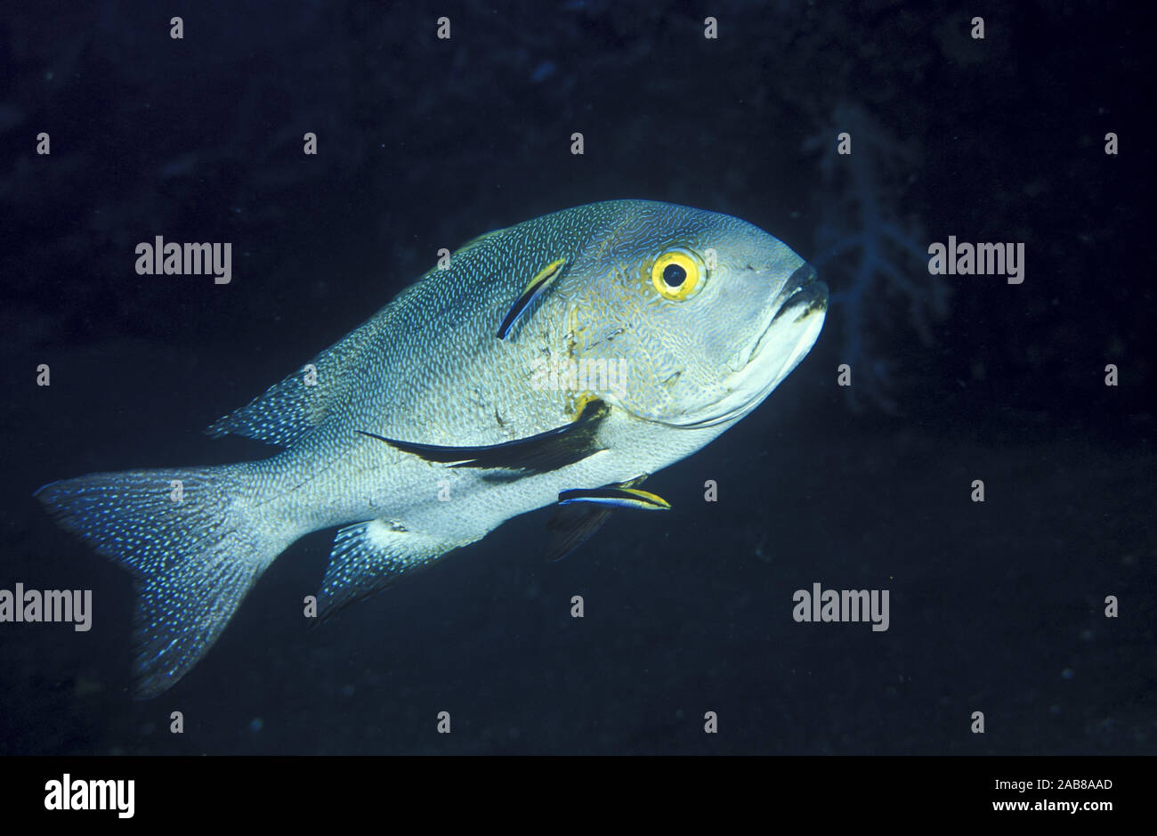 Black and white seaperch (Macolor niger), being cleaned of parasites by ...