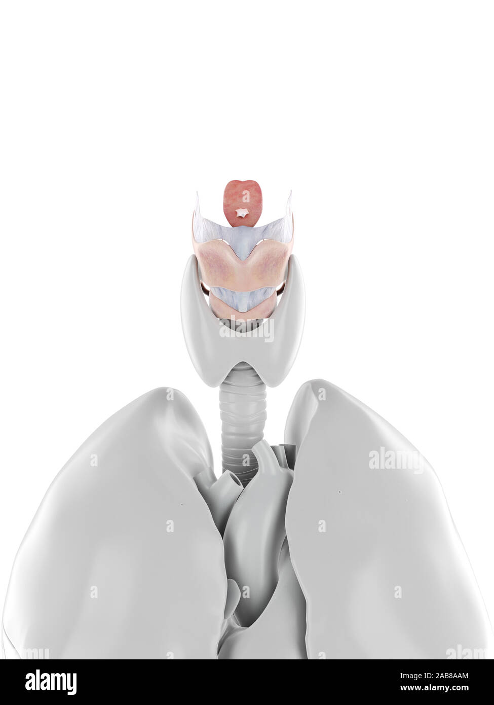 Larynx And Vocal Cord High Resolution Stock Photography and Images - Alamy