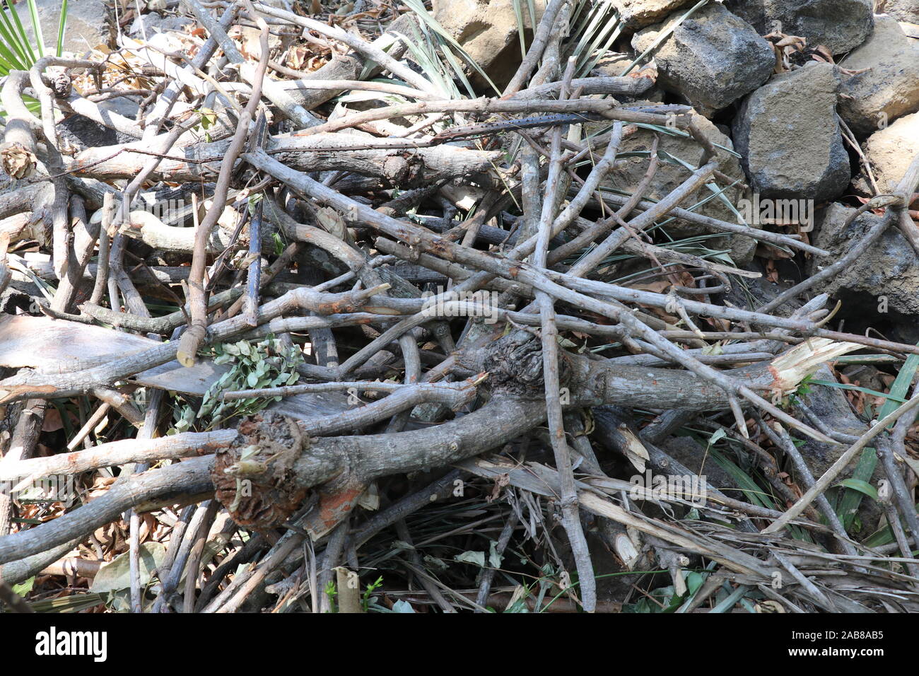 Pile of dry sticks on the ground in forest. Firewood collected by ...