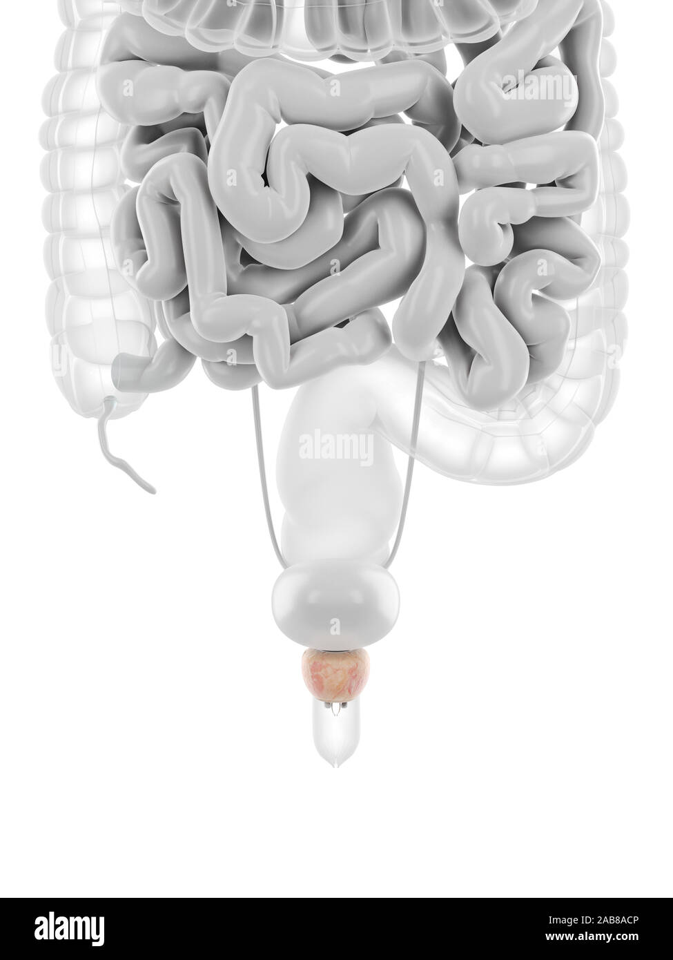 3d rendered medically accurate illustration of the prostate Stock Photo ...