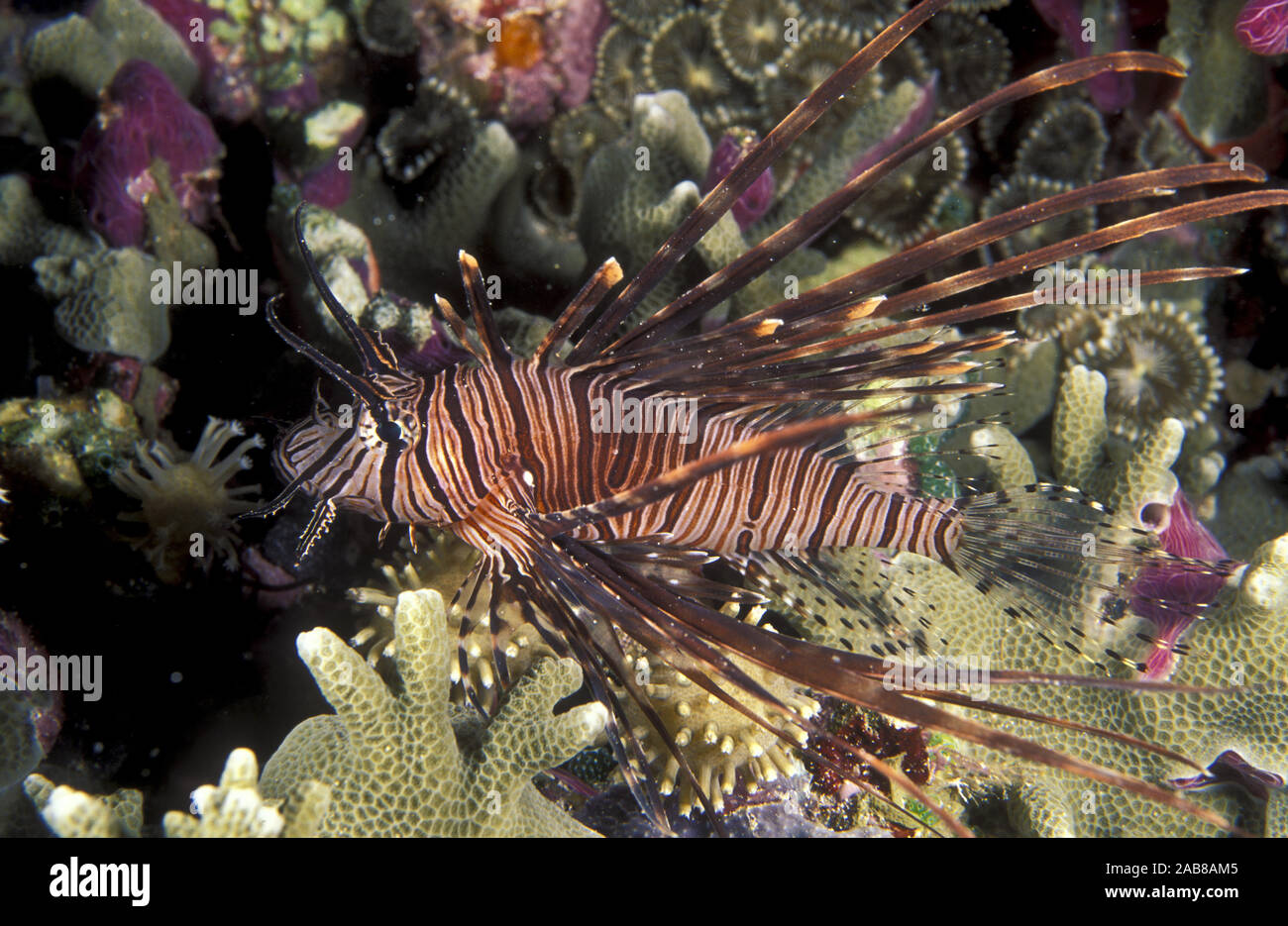 Banded lionfish hi-res stock photography and images - Alamy