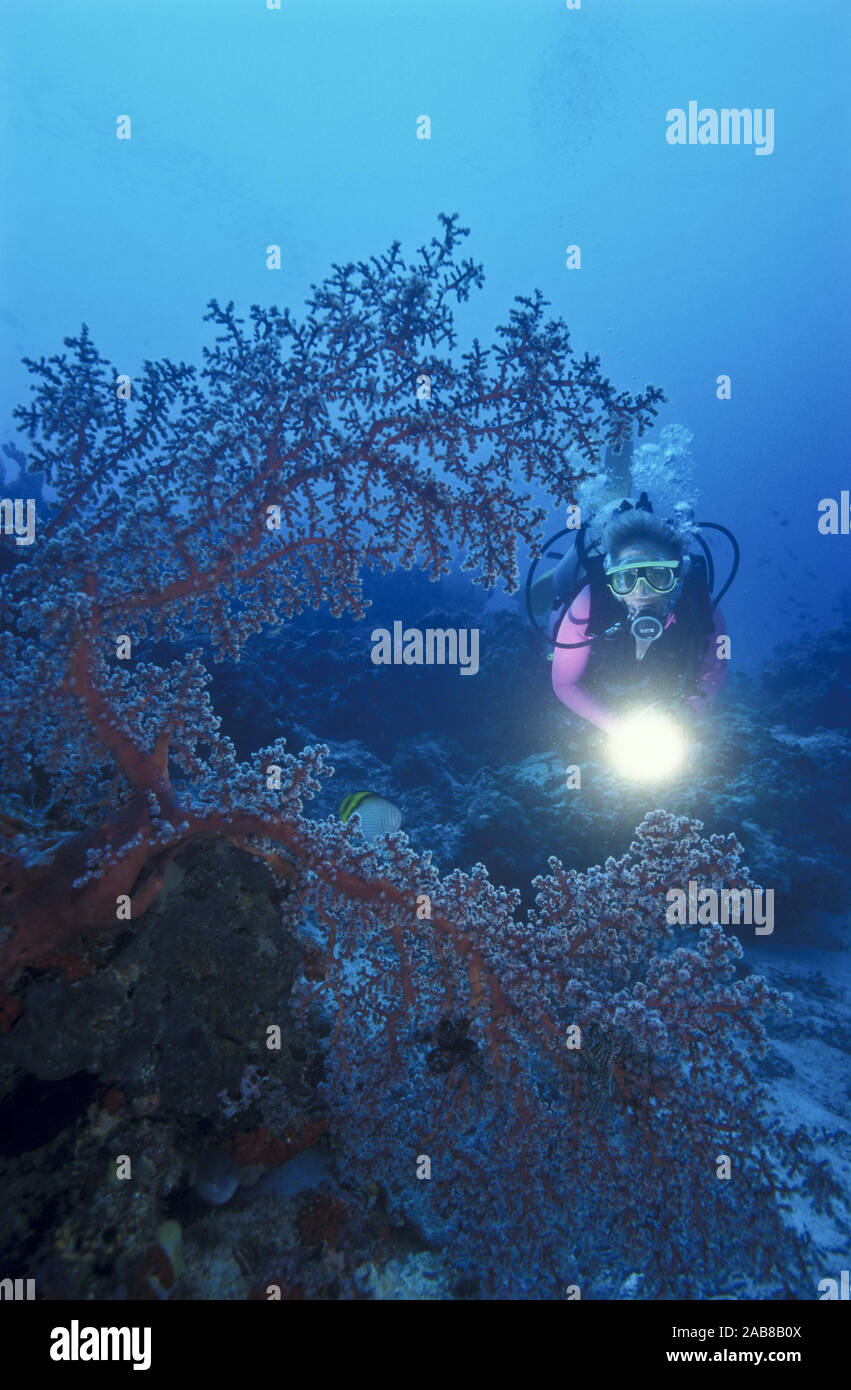 Scuba diver examining a soft coral seafan (possibly fam. Melithaeidae ...