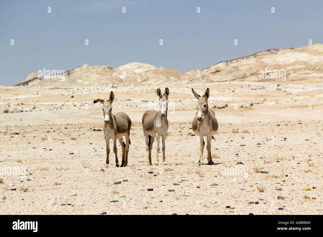 Donkey in heat hi-res stock photography and images - Alamy