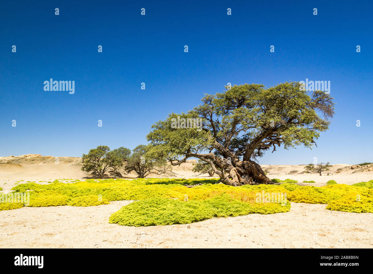 Green "oasis" in the middle of a sand desert and bright dunes, Namib ...