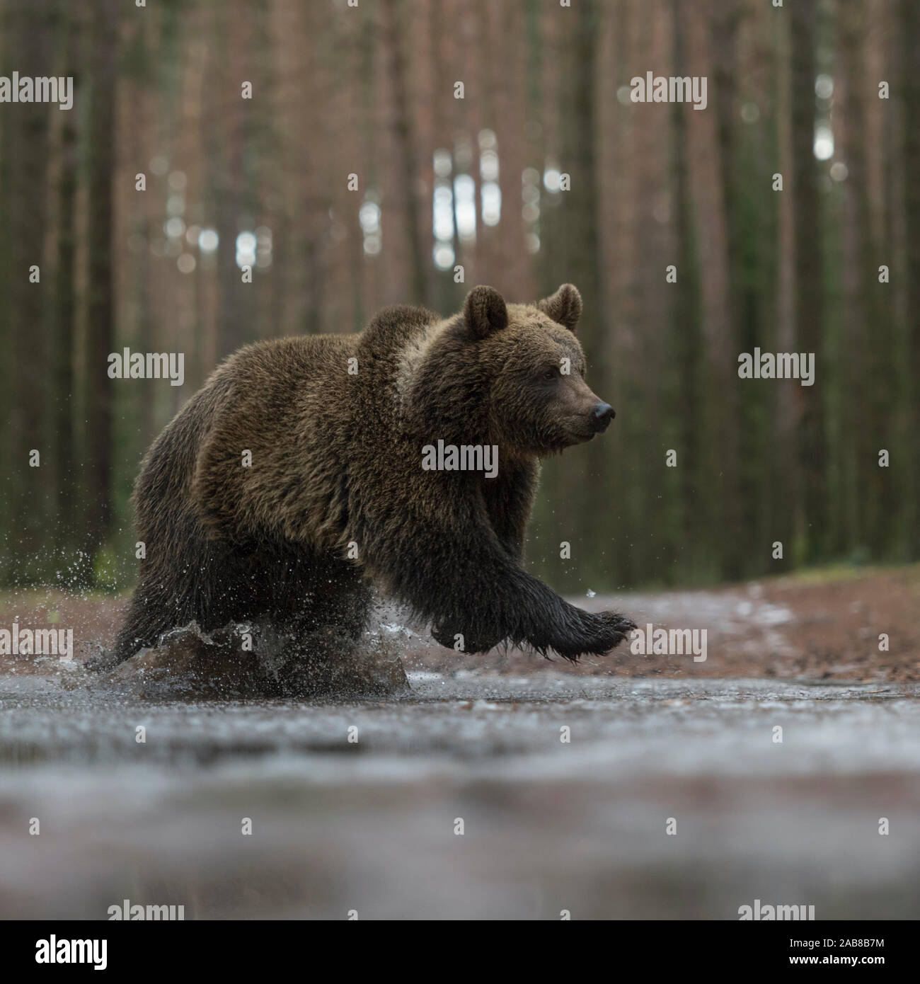 Brown Bear / Braunbaer ( Ursus arctos ), young cub, running fast ...