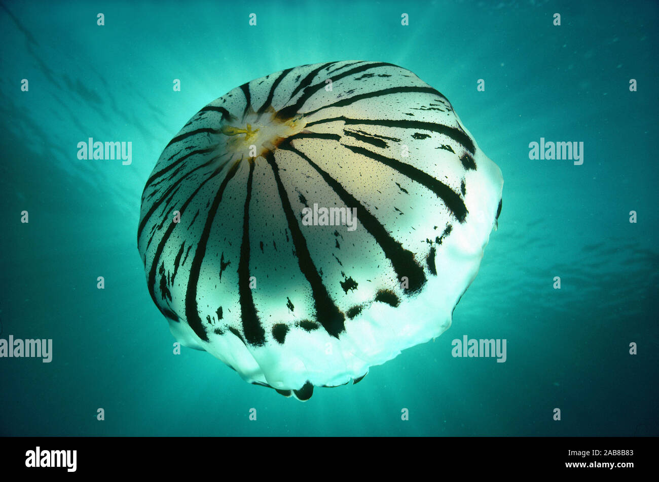 Purple-striped jellyfish (Chrysaora colorata), Bell about 70 mm across ...