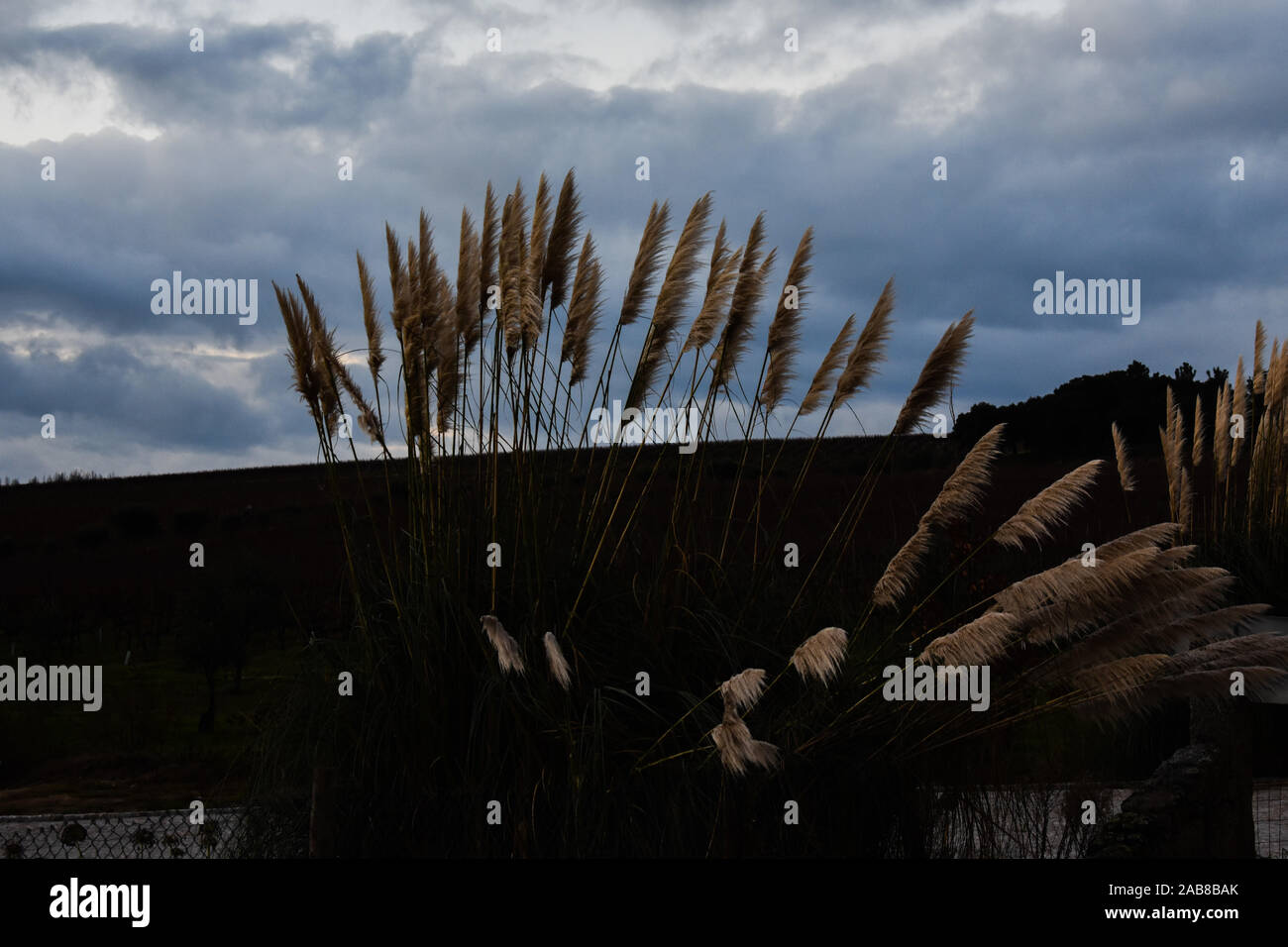 Beautiful view green grass swaying hi-res stock photography and images ...